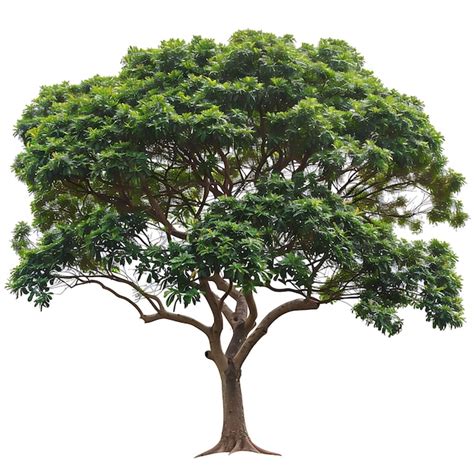 Premium Photo A Tree With A White Background With A Picture Of A Tree With The Word Quot Tree