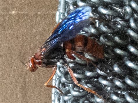 Rusty Spider Wasp From Shepard Settlement Onondaga County Ny Usa On