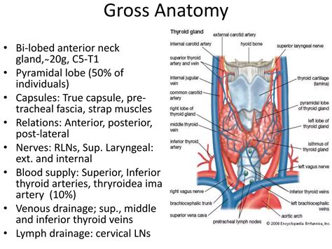Surgical Management Of Benign Multinodular Goitre Pptx