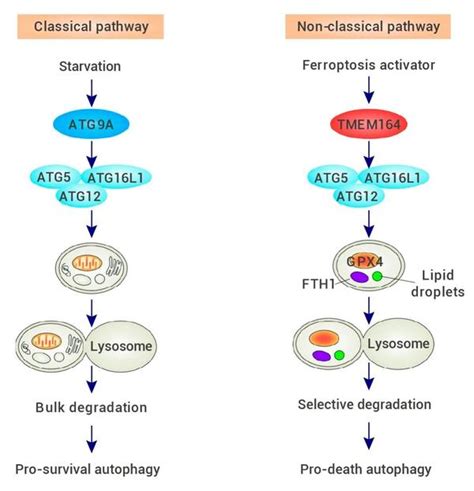 细胞自噬：2023 中标热点 Medchemexpress 知乎