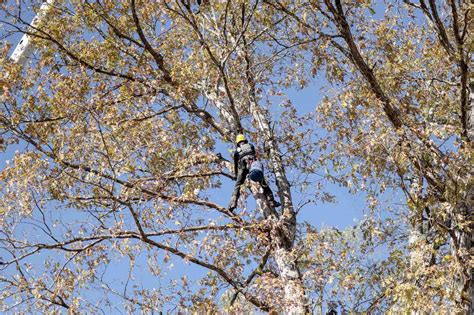 Tree Lightning Protection Orleans Richmond Va