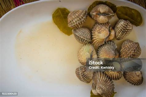 텍스트 복사 공간 흰색 접시에 피 조개 삶은 찐 Cockles 프레임 복사 공간 혈액 Cockles 또는 해산물 개념에 대 한 피 조개 배경 가리비에 대한 스톡 사진 및