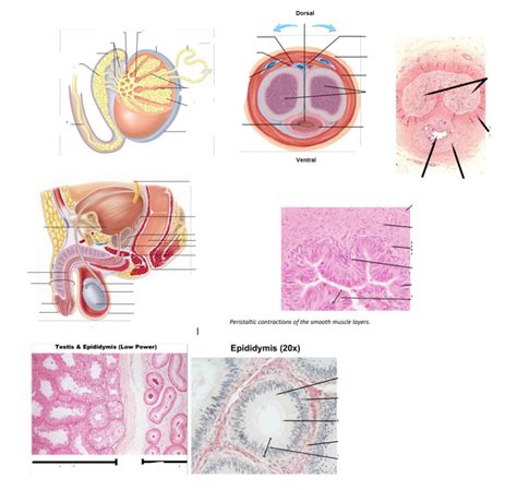 Labelling Diagram Quizlet