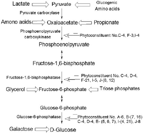 Gluconeogenesis Pathway Structures