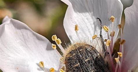 Macro Album On Imgur