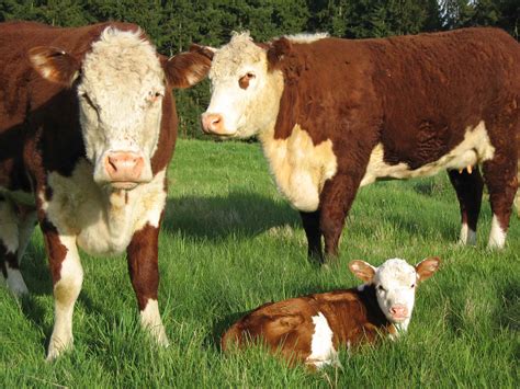 Hereford Cattle