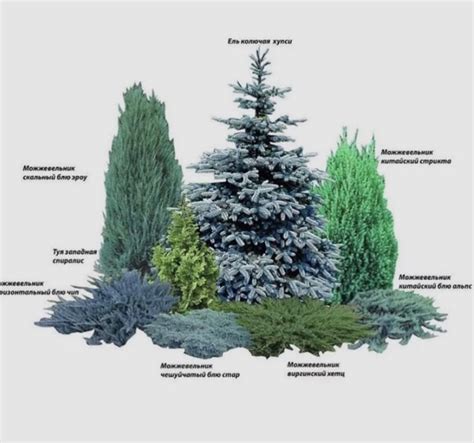 Пин на доске Клумба Угловое озеленение Озеленение для укрытия от любопытных глаз Озеленение