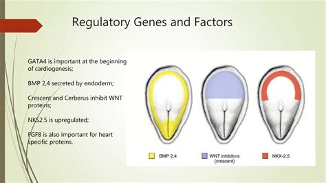 Cardiovascular System Development Pptx Heart And Cardiovascular