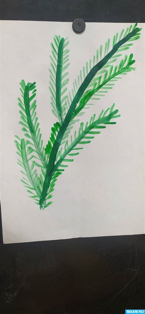 Фотоотчет о рисовании в младшей группе «Ветка ели 3 фото Воспитателям детских садов