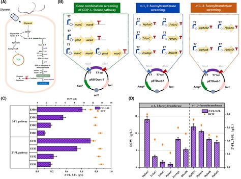 Effects Of Biosynthetic Enzyme Expression On Fl Production A