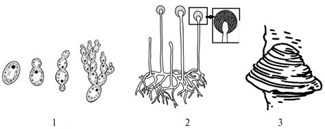 Задание №9084 Установите соответствие между характеристиками и объектами обозначенными на