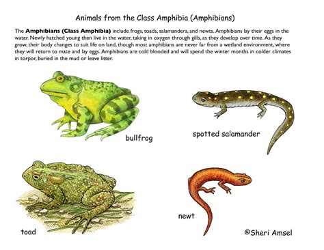 Crickets And Mealworms What Are Amphibians