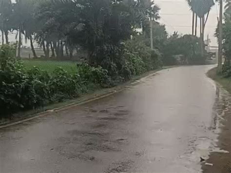 Farmers In Bhagalpur Get Sigh Of Relief From Humidity Rain Reduces