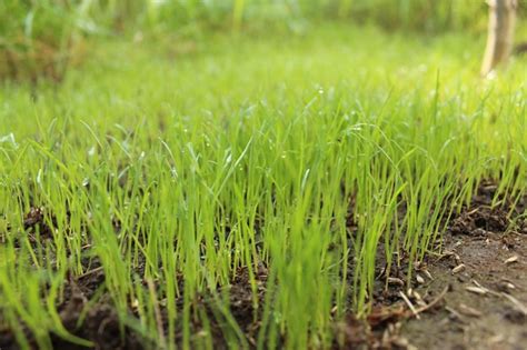 Premium Photo Some Grass Growing In The Summertime