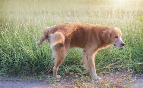 8 Reasons Your Dog Is Peeing A Lot Playnami