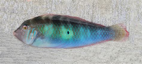 Green Razorfish Mexican