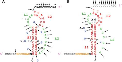 2d Representation Of Rna Pseudoknots—class I A Of Mouse Antizyme 1