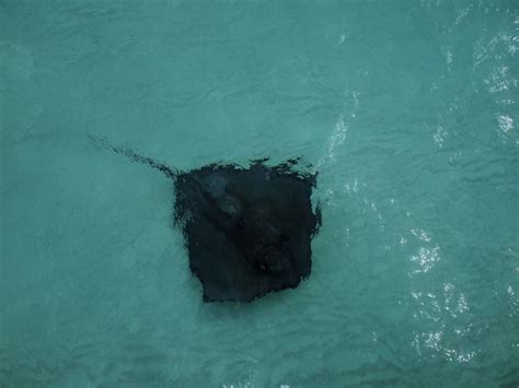 String Ray At Grand Cayman