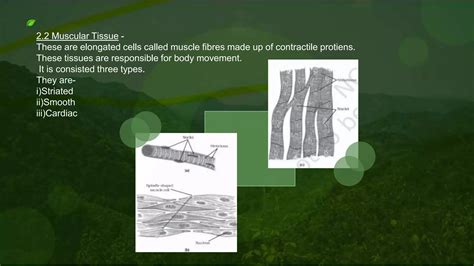 Ch 6 Tissues Class 9 Pptx