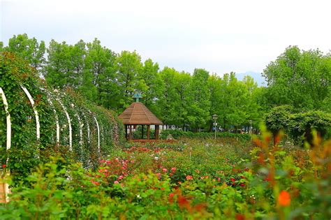 5월은 장미의 계절 곡성 세계장미축제가 열리는 섬진강 기차마을로 떠나자