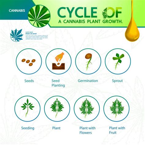 2600 Cannabis Plant Growth Illustrations Royalty Free Vector