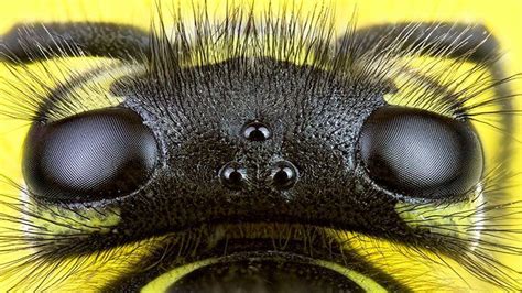 What Bit Me How To Identify Common Bug Bites Everyday Health