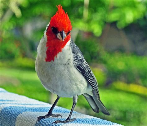 Brazilian Cardinal Danielle Del Prado Prado Fine Art America Brazilians