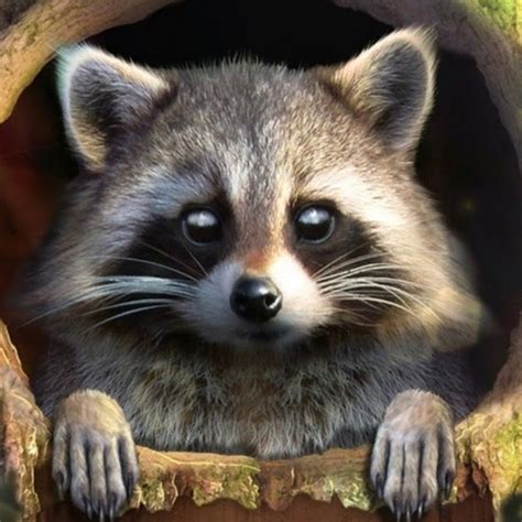 Енотик - YouTube