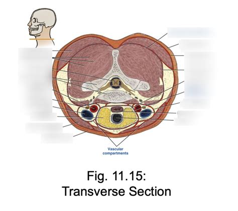 Transverse Section Diagram Quizlet