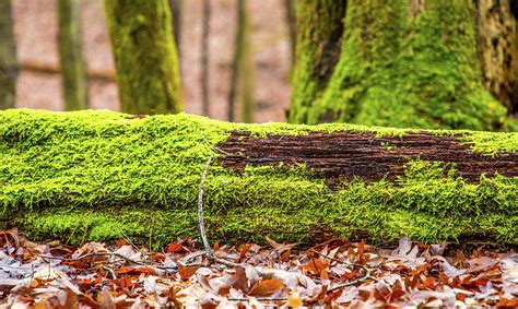 Mossy Br