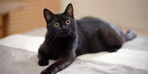 Whole Mitogenome Variation In Domestic Cats Discovered Via Nanopore Sequencing