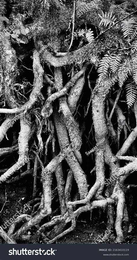 Exposed Tree Roots Black White Stock Photo Shutterstock