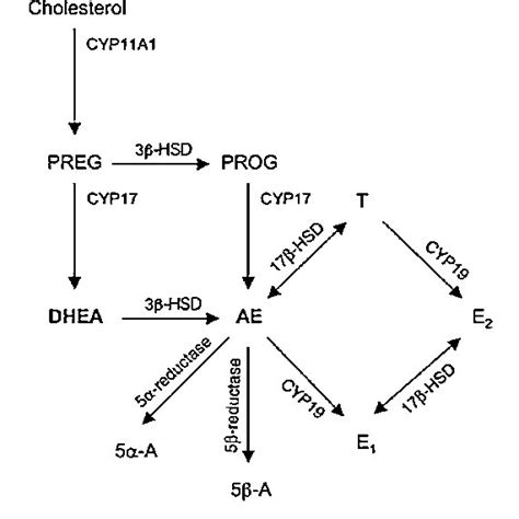 Simplified Diagram Of Sex Steroid Synthesis Steroids PREG Download Scientific Diagram