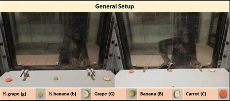 Representation Of The Setup Download Scientific Diagram