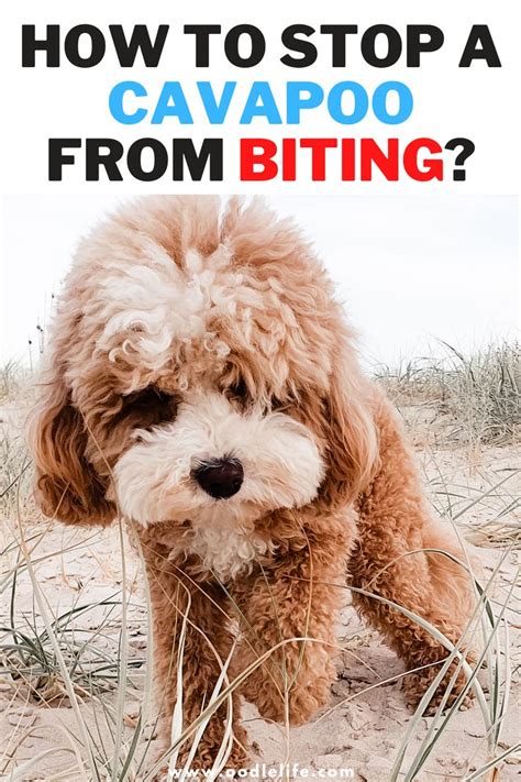 How To Stop A Cavapoo From Biting Effective Strategies