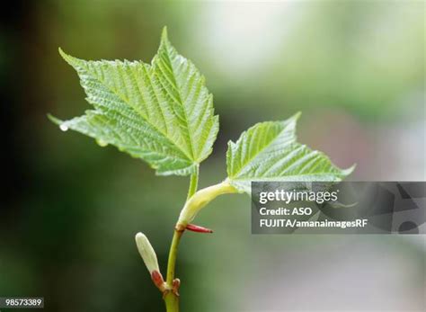 Budding Maple Photos And Premium High Res Pictures Getty Images