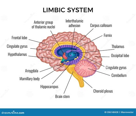 Brain Anatomy Infographics Illustration Stock Vector Illustration Of