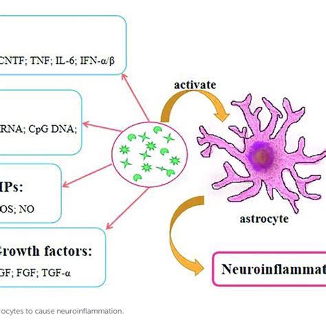 Hmgb1 Identification And Its Binding Are By Different Receptors On The