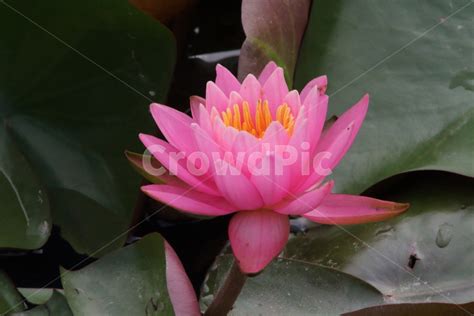 연 수련 꽃 식물 Waterlily 사진이미지일러스트캘리그라피 산사람작가