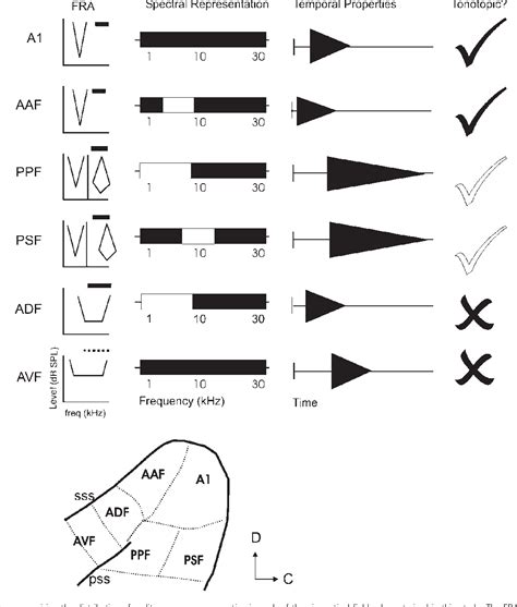 Figure 15 From Functional Organization Of Ferret Auditory Cortex