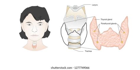 Cytoskeleton Structure Complex Dynamic Network Interlinking Stock Vector Royalty Free
