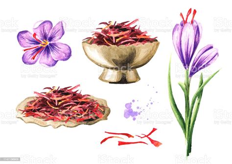 사프란 세트입니다 수채화 손으로 그린 그림 흰색 배경에 고립 사프란에 대한 스톡 벡터 아트 및 기타 이미지 사프란 수채화
