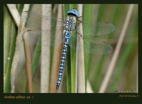 Odonata Flashcards Quizlet