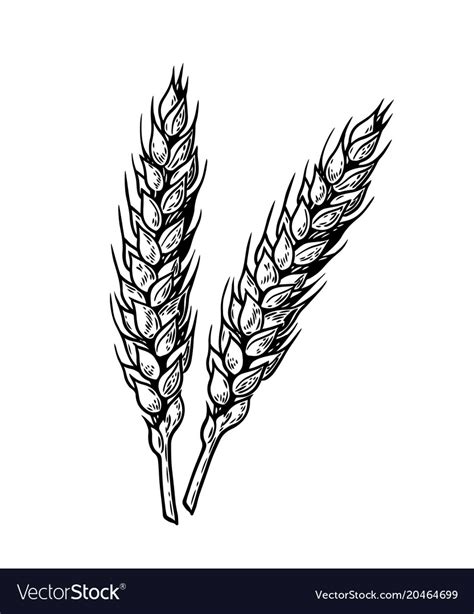Wheat Royalty Free Vector Image Vectorstock