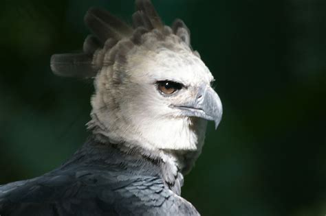 Harpy Eagle Fact Sheet Cswd