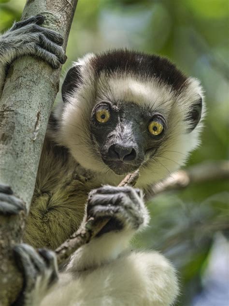 Jay Dickman Global Pro Gallery Om System