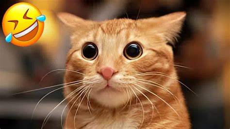 СМЕШНЫЕ ПРИКОЛЫ С КОТИКАМИ😹 Очаровательные питомцы 3 2025 Youtube