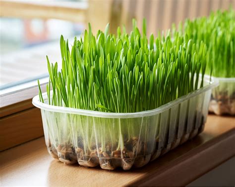 How To Harvest Pine Cone Seeds Storables