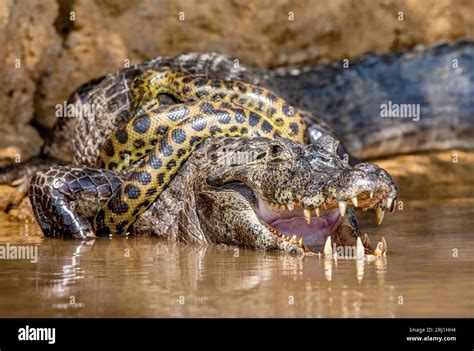 Anaconda Eats Cow