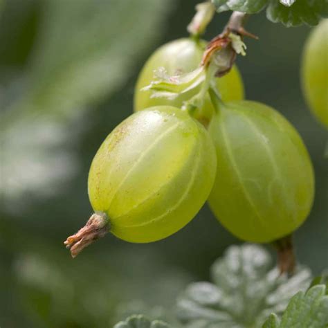 Gooseberry Fruit